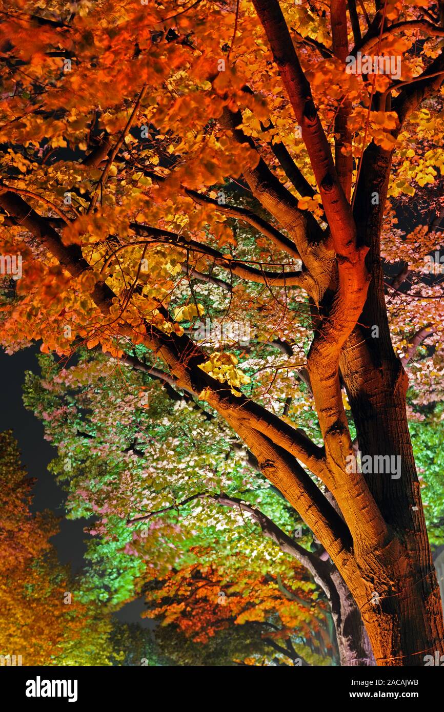 colorfully illuminated Linden trees, Linden , Tilia, Strasse unter den ...