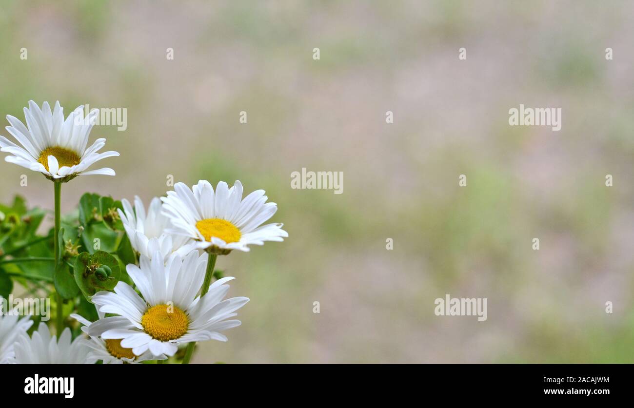 Field of daisy flowers in sunny day. Summer flower close up Stock Photo ...