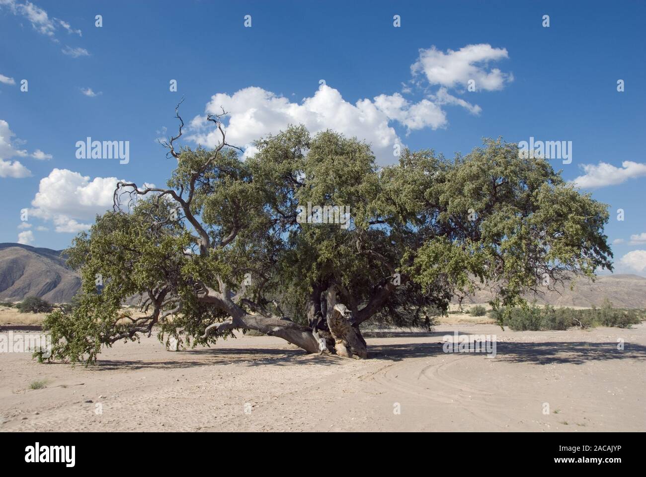 Riverbed tree hi-res stock photography and images - Alamy