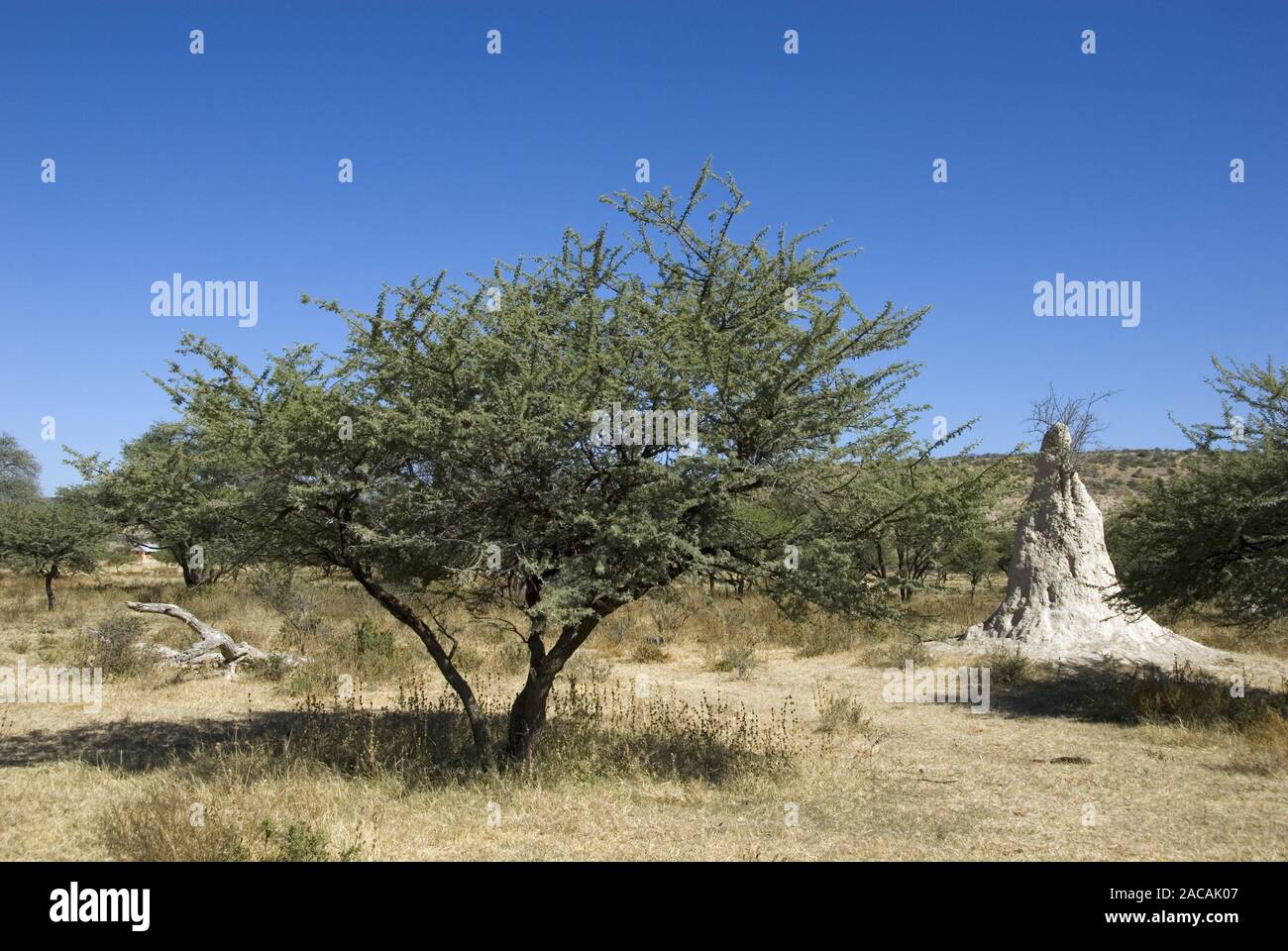 Tree mound hi-res stock photography and images - Alamy
