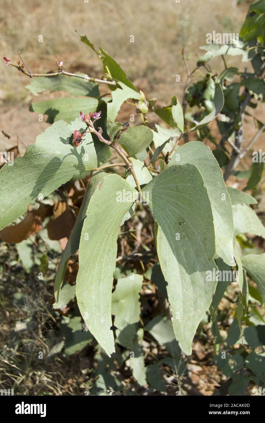 Mopane tree hi-res stock photography and images - Alamy