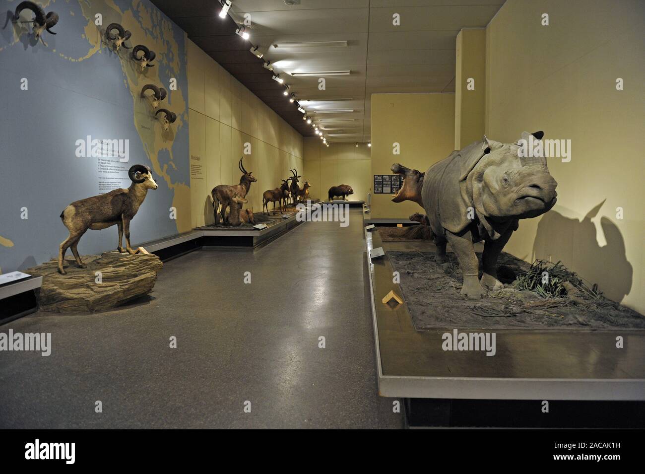 Exhibition room in the Museum of Natural History in Berlin Stock Photo ...