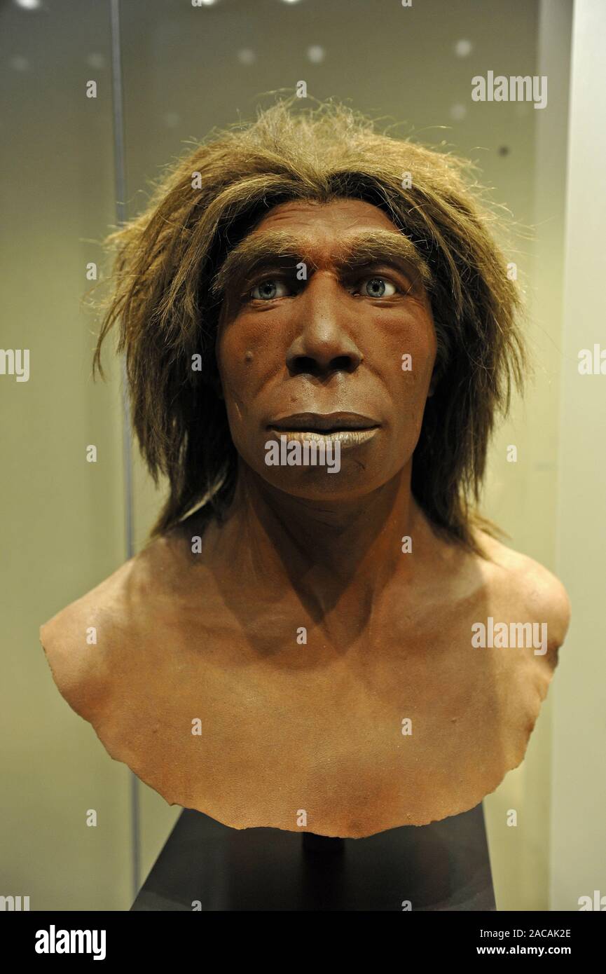 Neanderthal museum neanderthal museum hi-res stock photography and ...