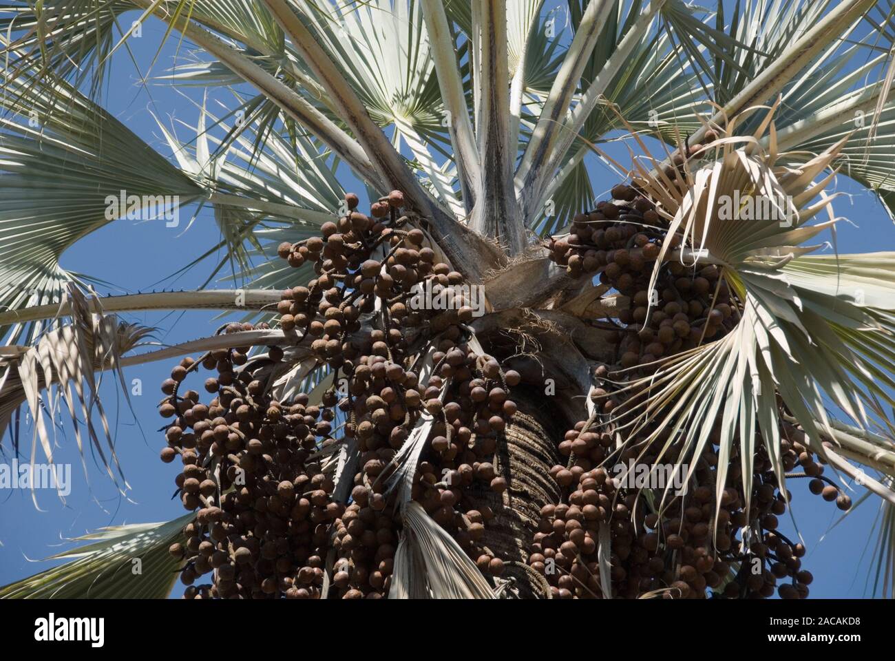 Real fan palm africa hi-res stock photography and images - Alamy