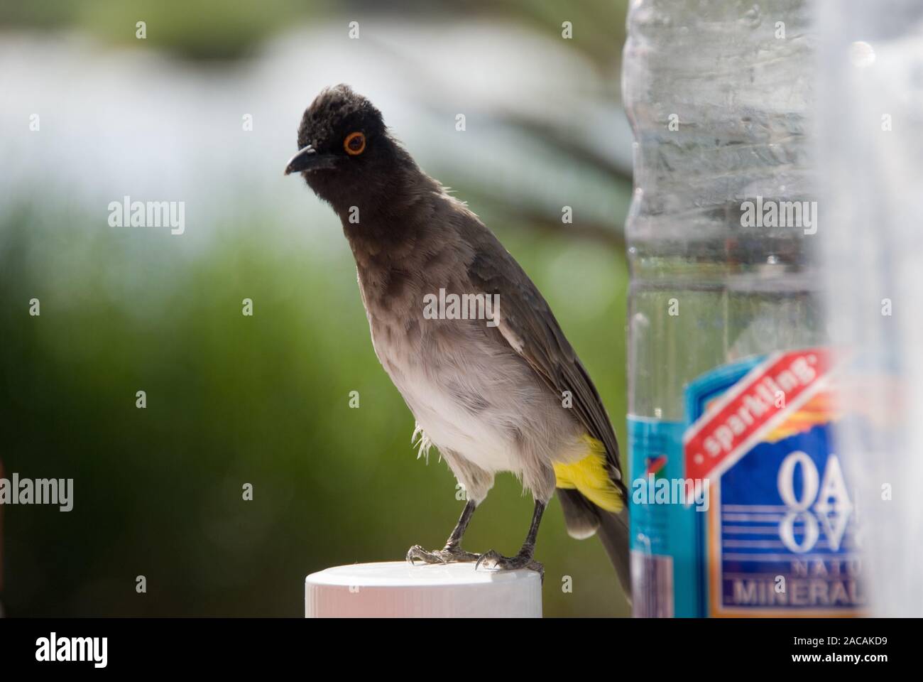 African red eyed bulbul pycnonotus nigricans hi-res stock photography ...