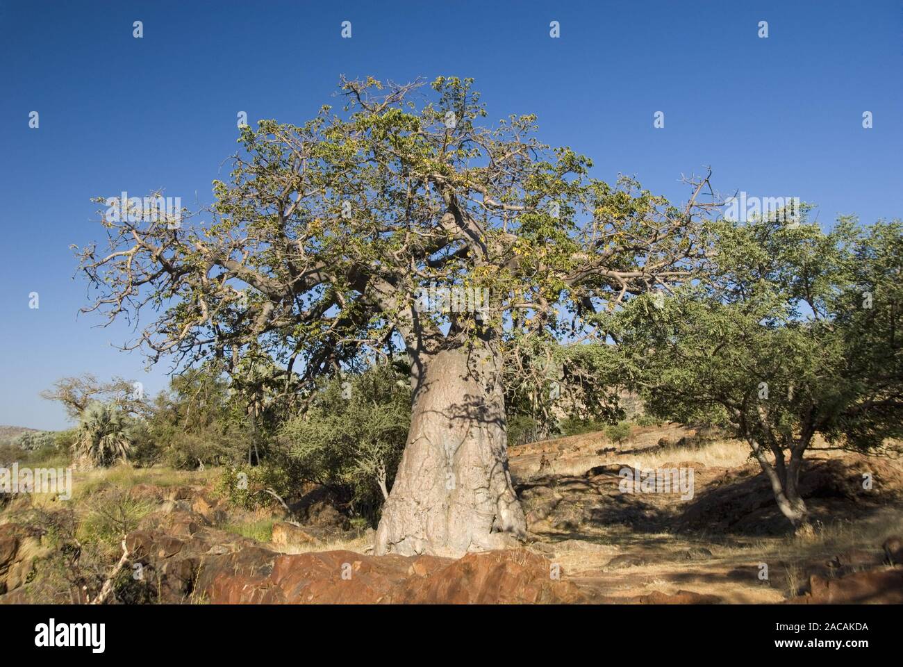 Baobab hi-res stock photography and images - Alamy