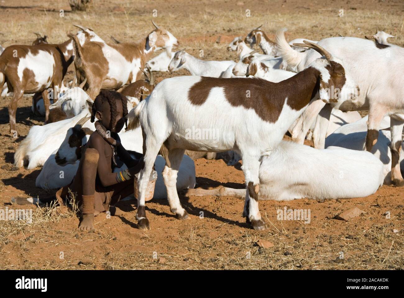 Namibia goat hi-res stock photography and images - Alamy