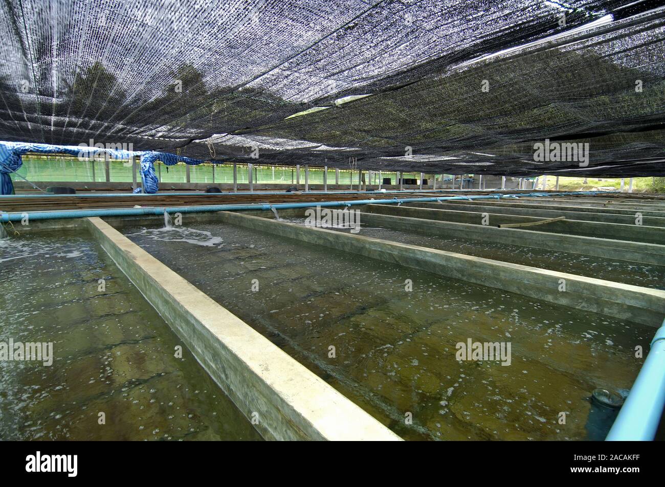 Abalone breeding farm Stock Photo - Alamy