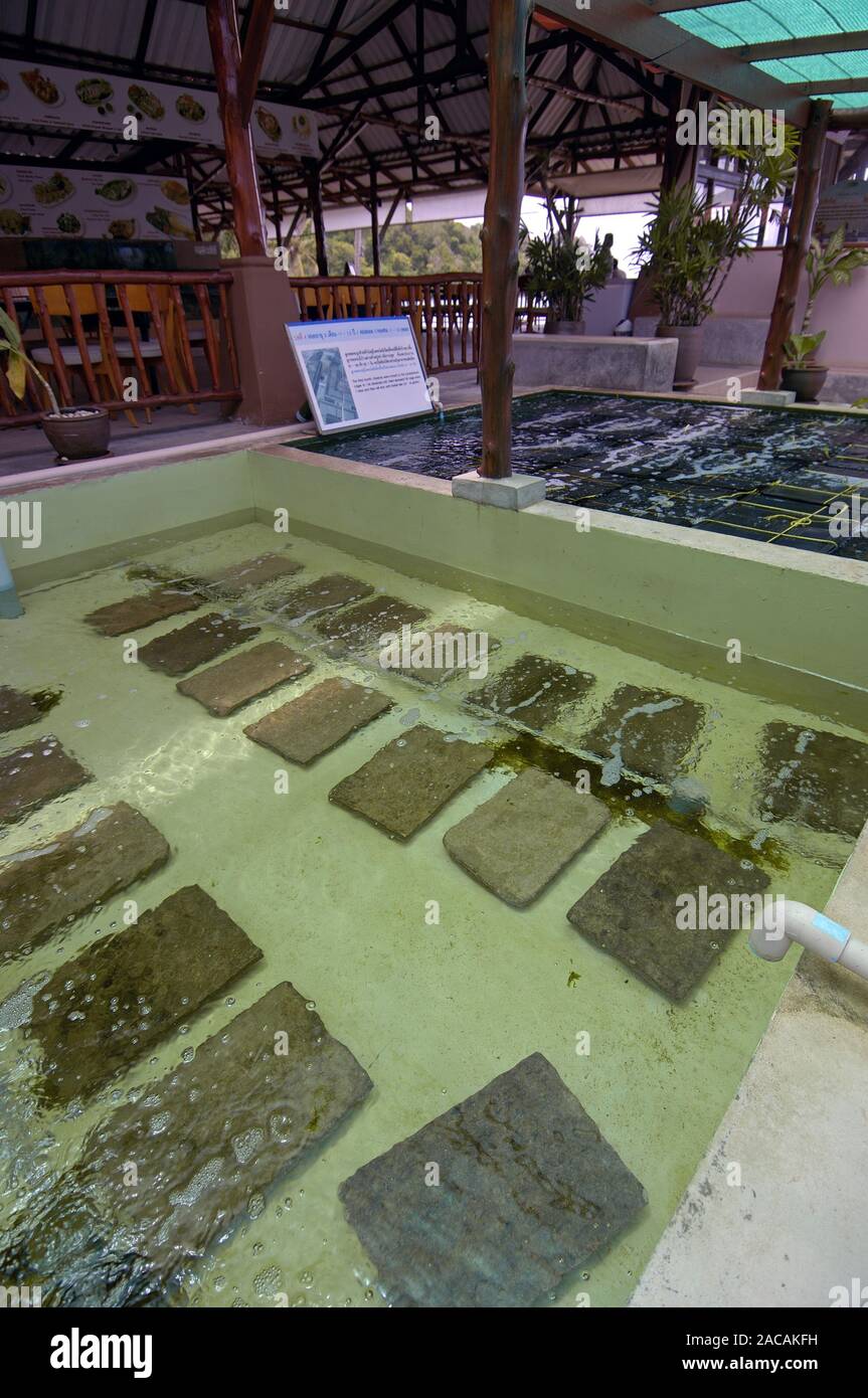 Abalone rearing tank Stock Photo - Alamy