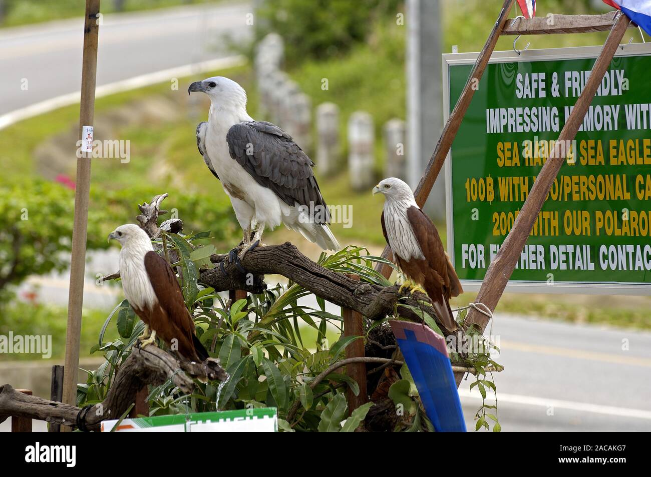 tamer eagle and kite for photos together with tourists Stock Photo - Alamy