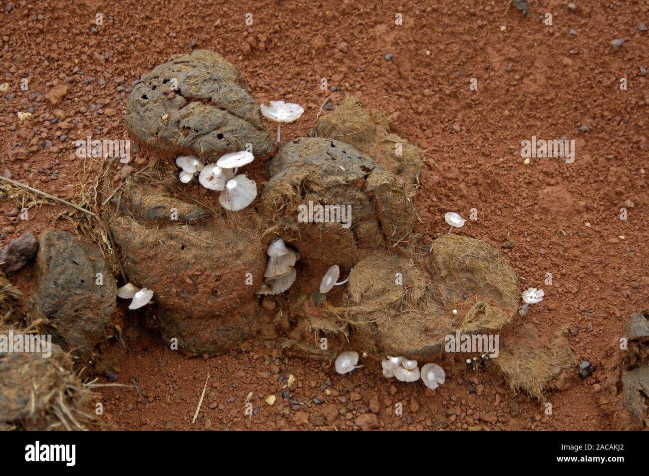 Mushrooms on elephant excrement Stock Photo - Alamy