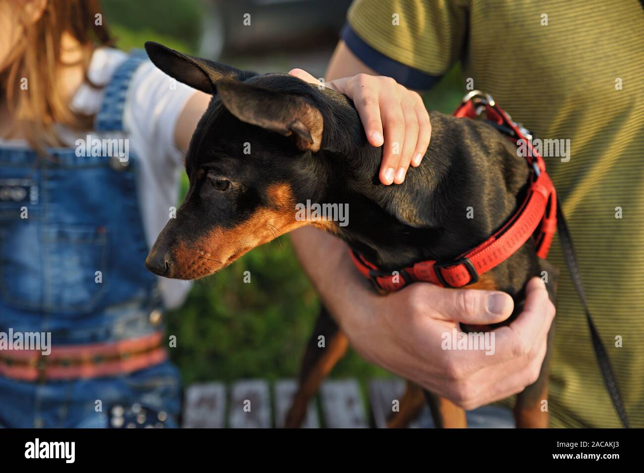 Zwergpinscher dog hi-res stock photography and images - Alamy
