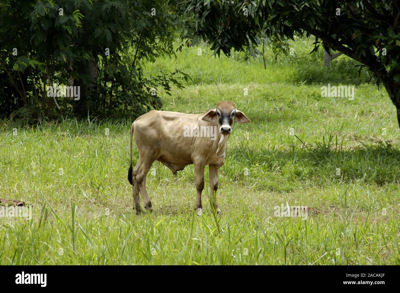 Zebu domestic cattle, Bos primigenius, Thailand Stock Photo - Alamy