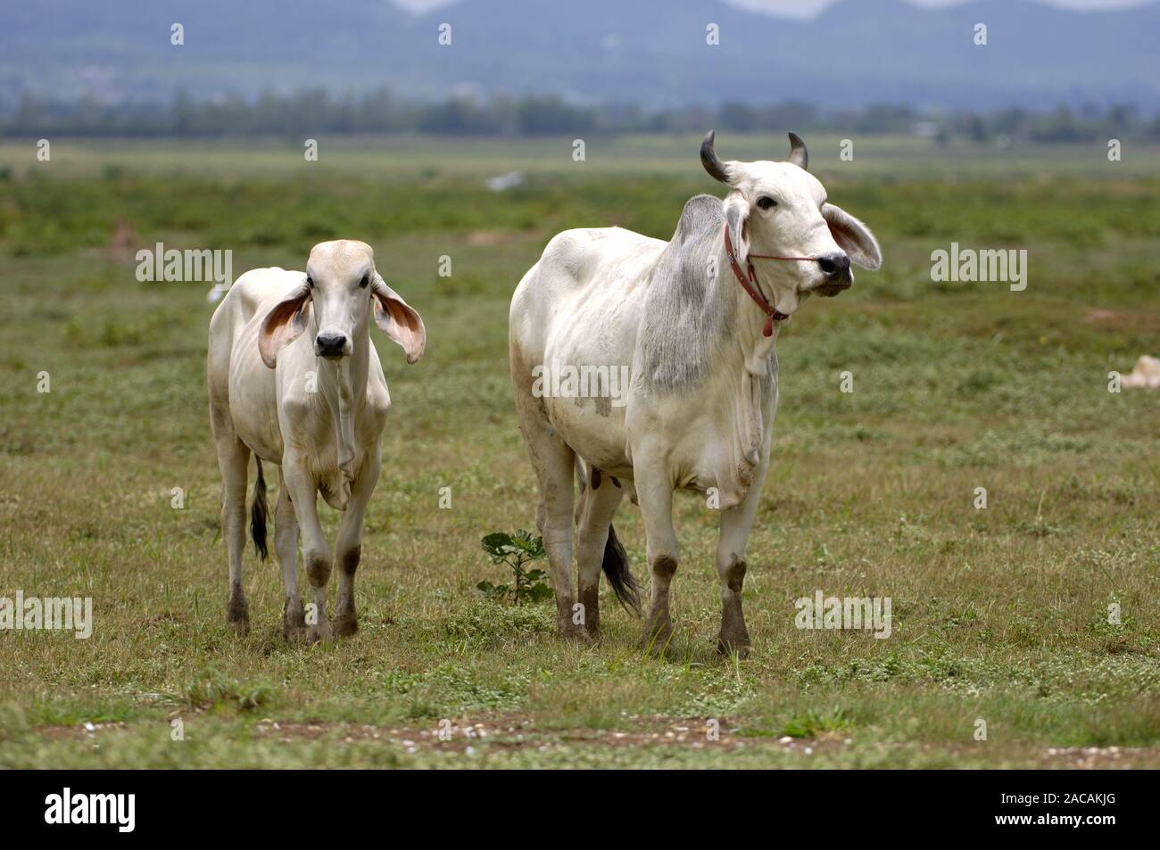 Zebu domestic cattle, Bos primigenius, Thailand Stock Photo - Alamy