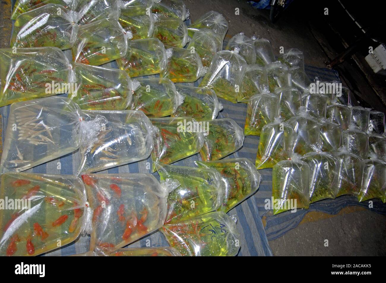 Bags of fish hi-res stock photography and images - Alamy