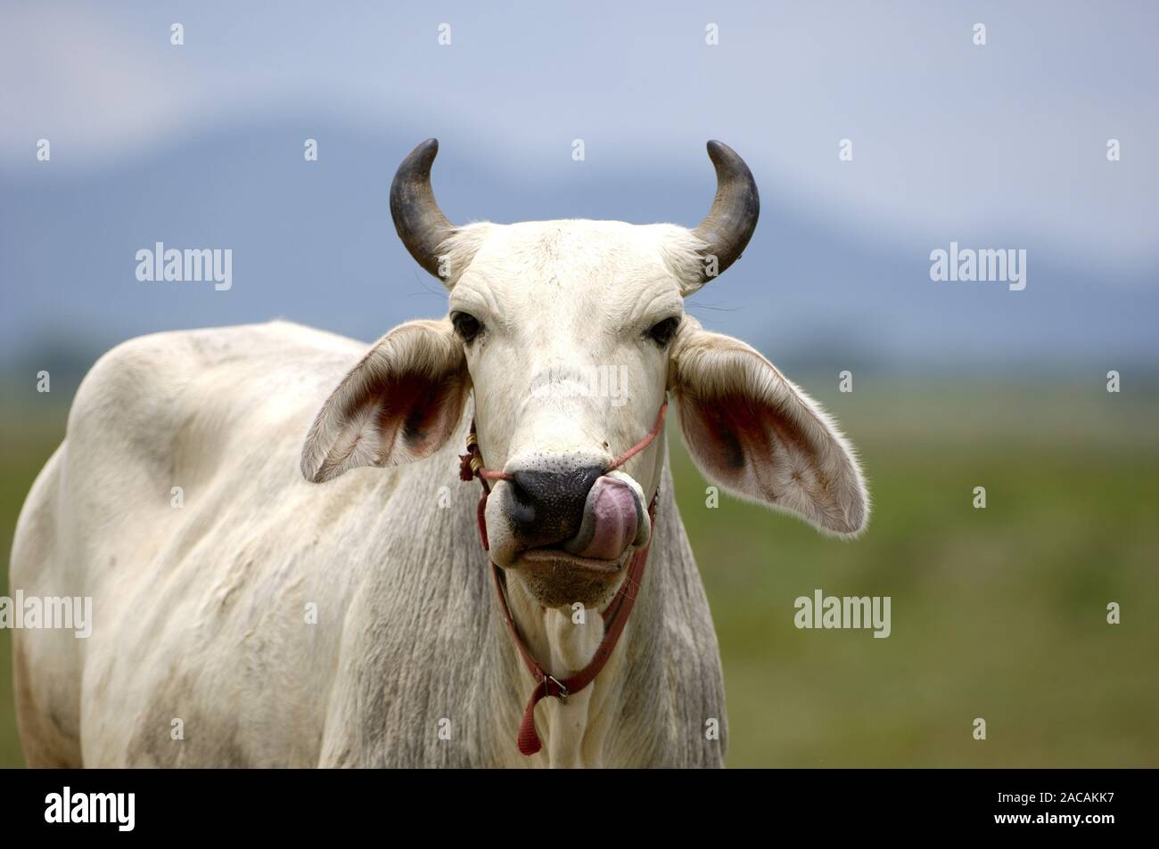 Zebu domestic cattle, Bos primigenius, Thailand Stock Photo - Alamy