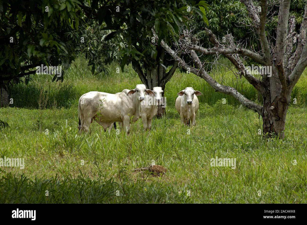 Zebu domestic cattle, Bos primigenius, Thailand Stock Photo - Alamy