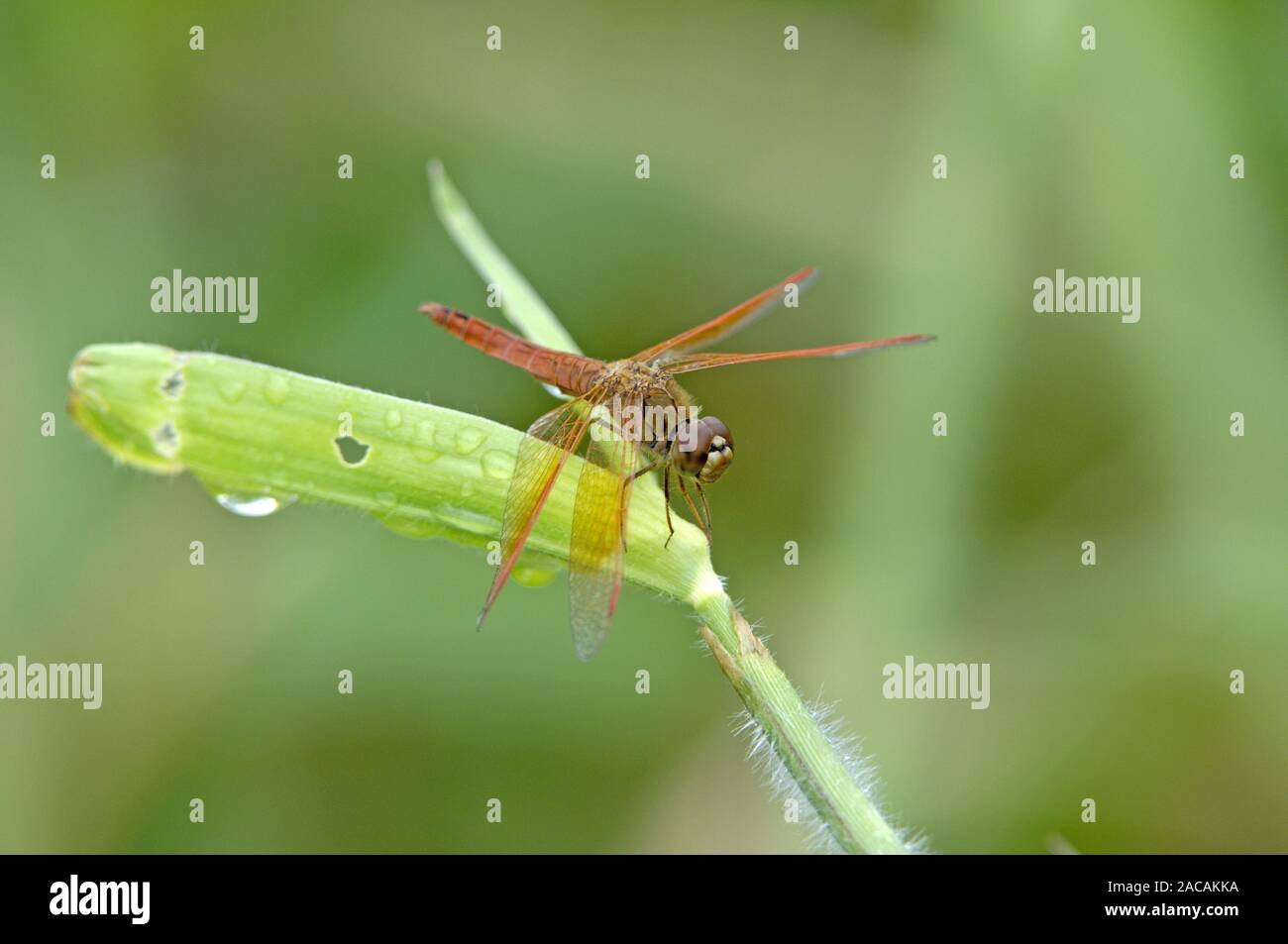 Tropical dragonfly hi-res stock photography and images - Alamy