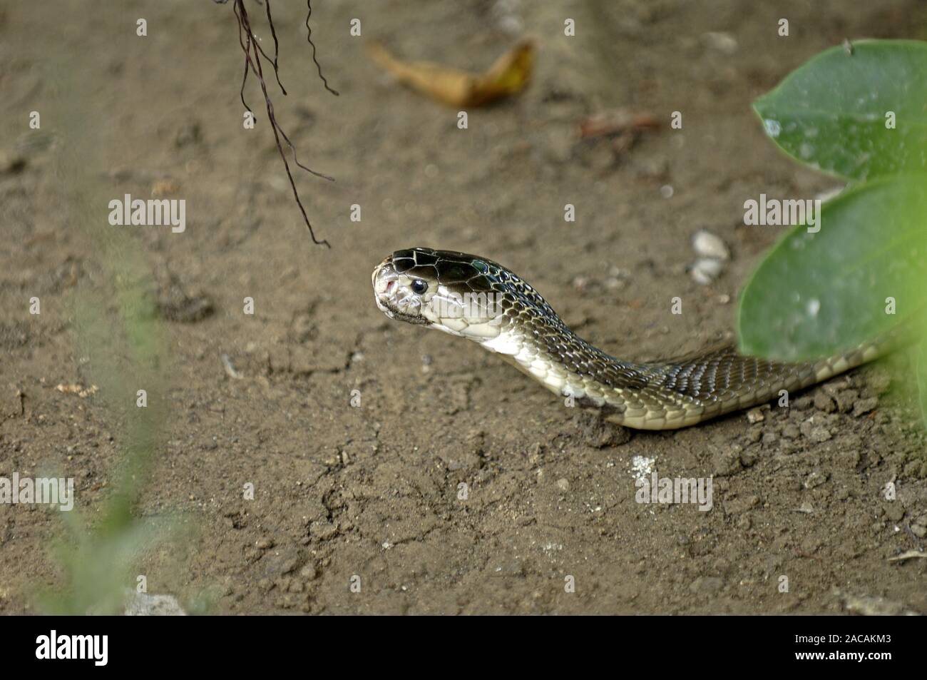 Siamensis High Resolution Stock Photography and Images - Alamy