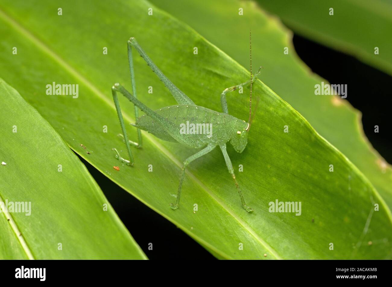 Long-fowl insect, Macroxiphus siamensis spec Stock Photo - Alamy