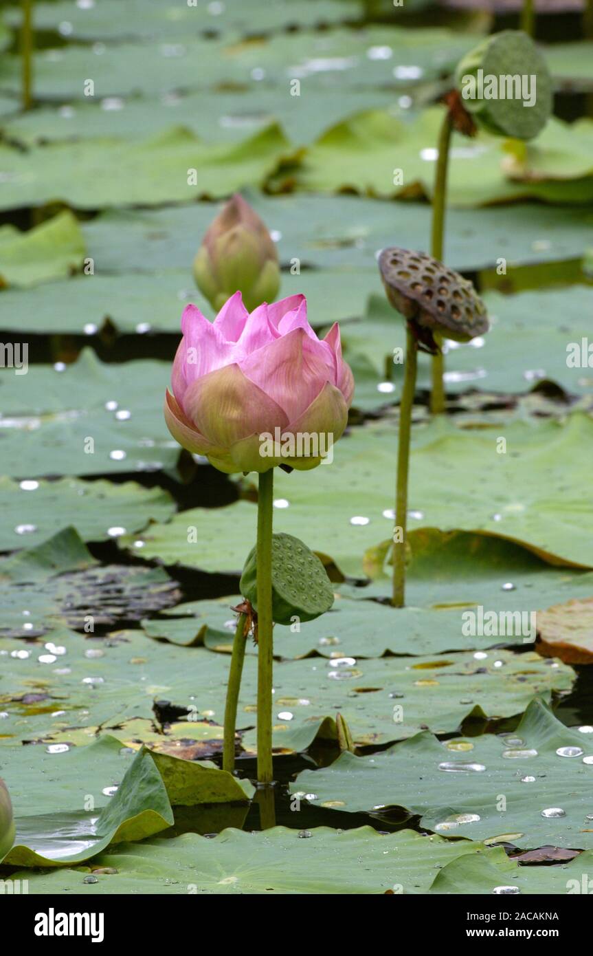 Lotusblume hi-res stock photography and images - Alamy