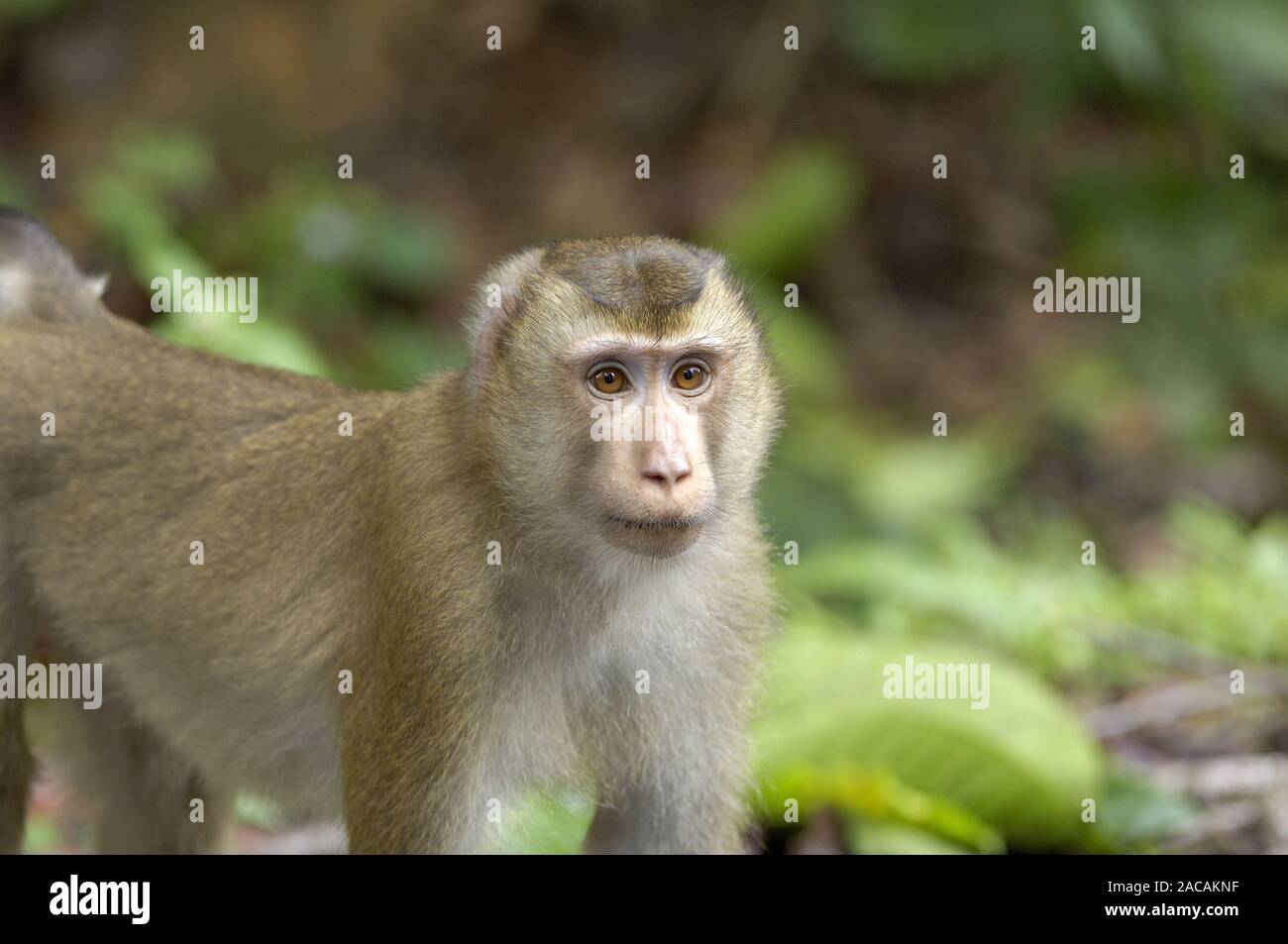 Pork monkey, Macaca nemestrina Stock Photo - Alamy