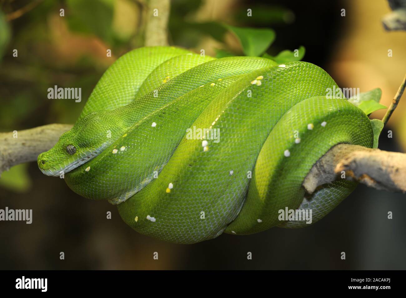 Green tree python , Morelia viridis, Chondropython viridis Stock Photo ...