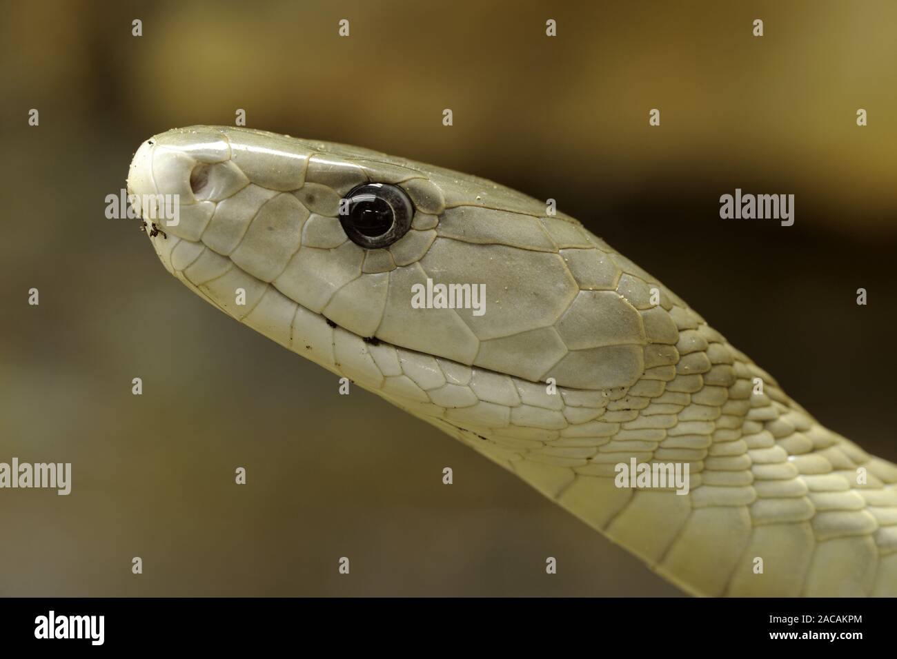 Black mamba hi-res stock photography and images - Alamy