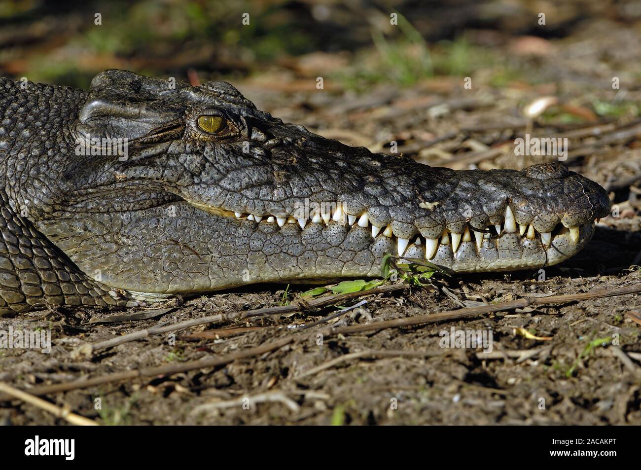 Saltwater crocodile, crocodile, Crocodylus porosus Stock Photo - Alamy