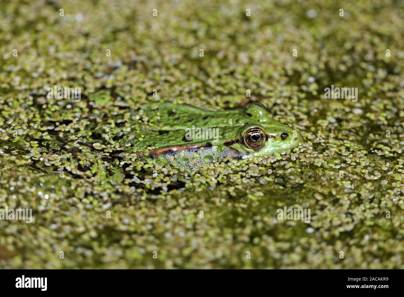Water frog , Rana lessonae, in a pond Stock Photo - Alamy