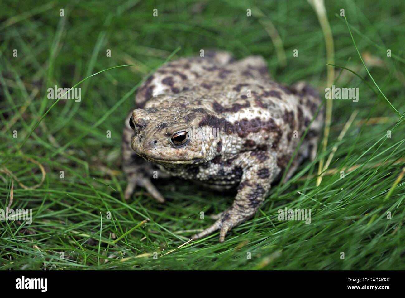 Erdkroete hi-res stock photography and images - Alamy