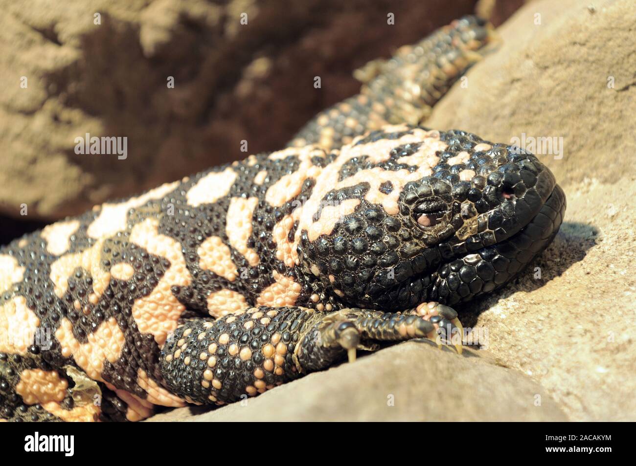 Gila Monster, Heloderma suspectum Stock Photo - Alamy