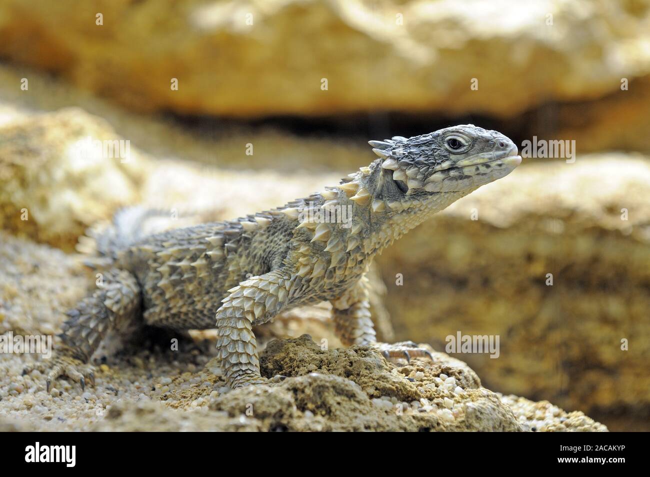 Giant belt tail, Cordylus giganteus Stock Photo - Alamy