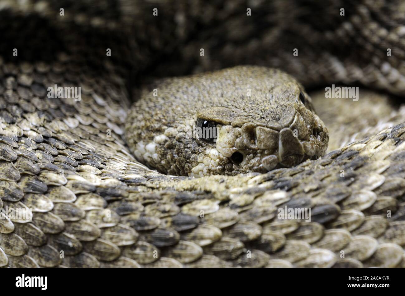 Texas rattlesnake hi-res stock photography and images - Alamy
