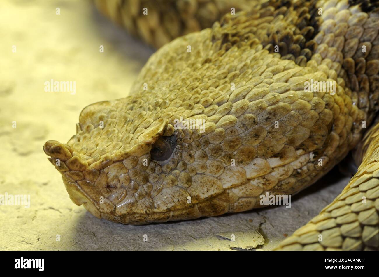 European horned viper hi-res stock photography and images - Alamy