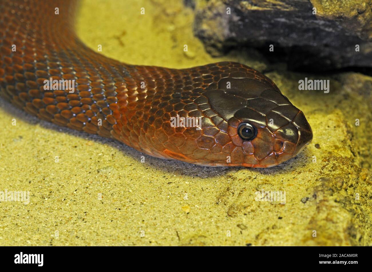 Mozambique cobra hi-res stock photography and images - Alamy