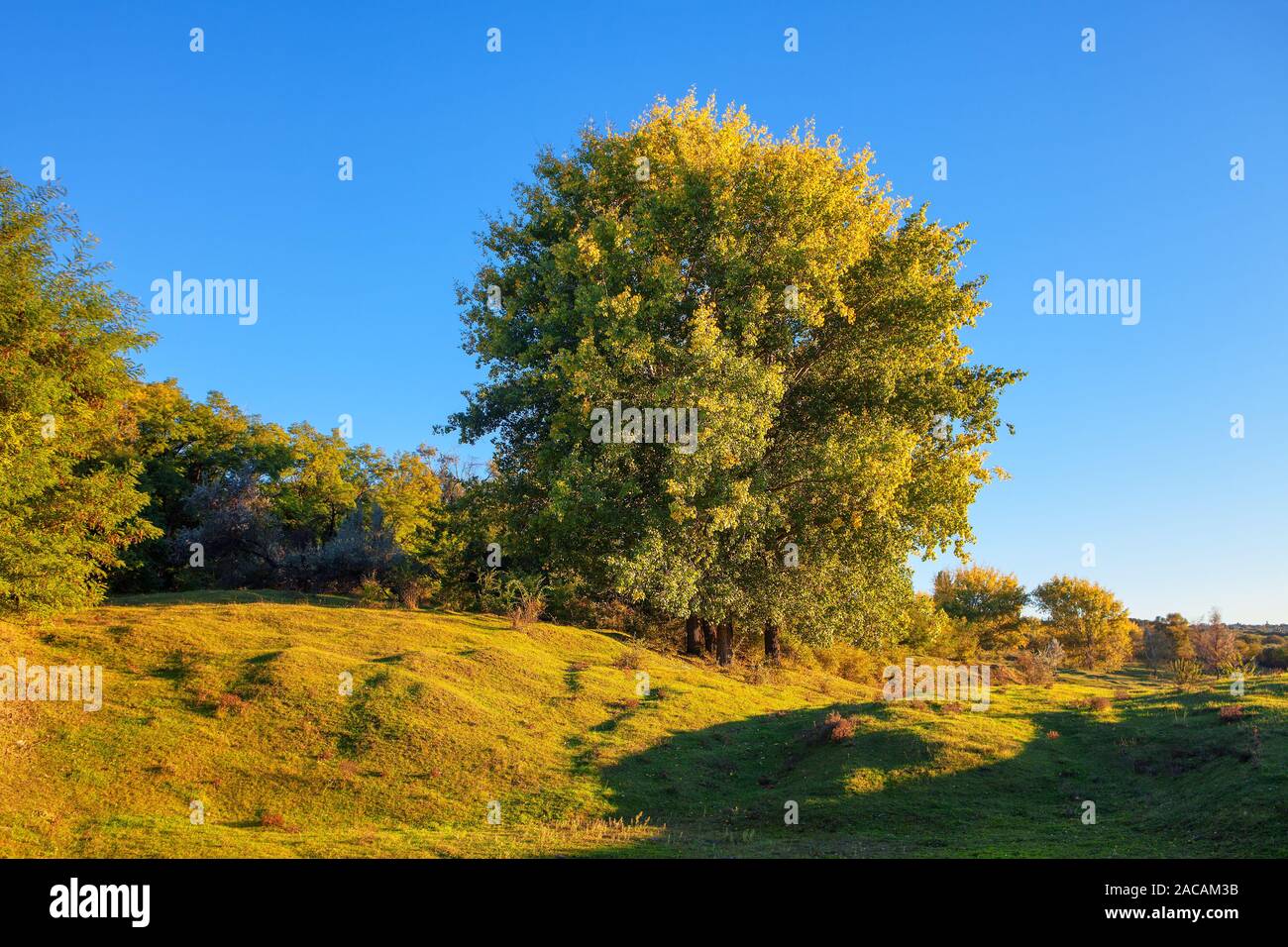 Beautiful green hill with colorful trees Stock Photo - Alamy