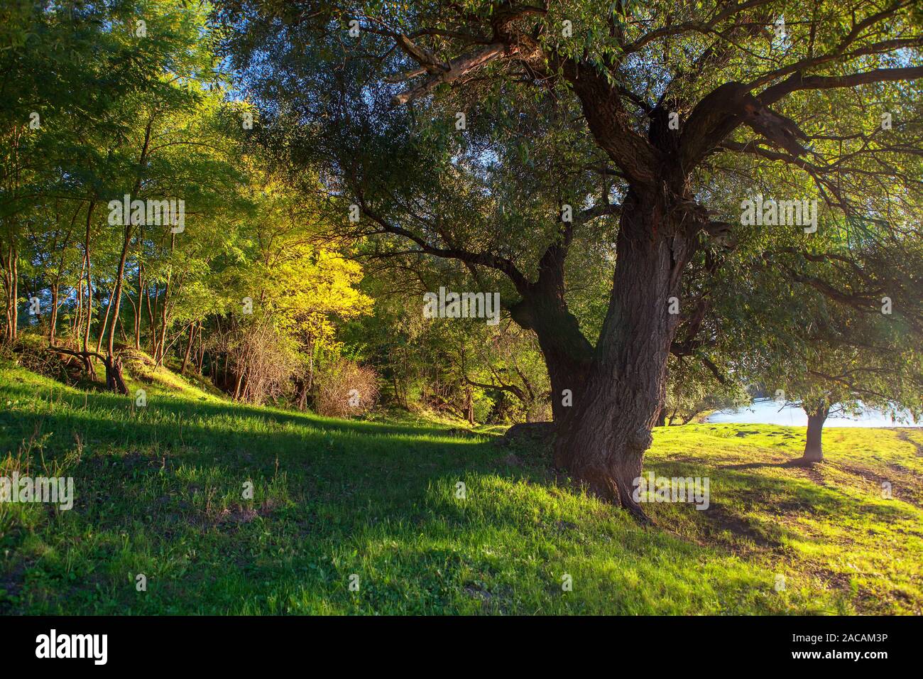 summer nature with big trees Stock Photo - Alamy
