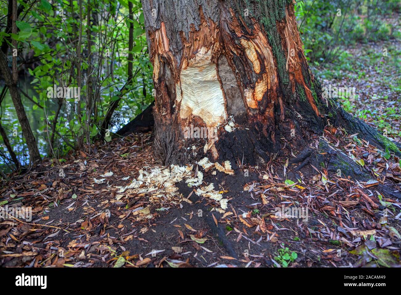 details of tree bark destroyed by rodents Stock Photo - Alamy