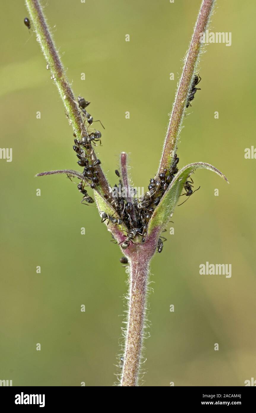 Aphids (Aphidoidea) are milked by ants (Formidicae Stock Photo - Alamy