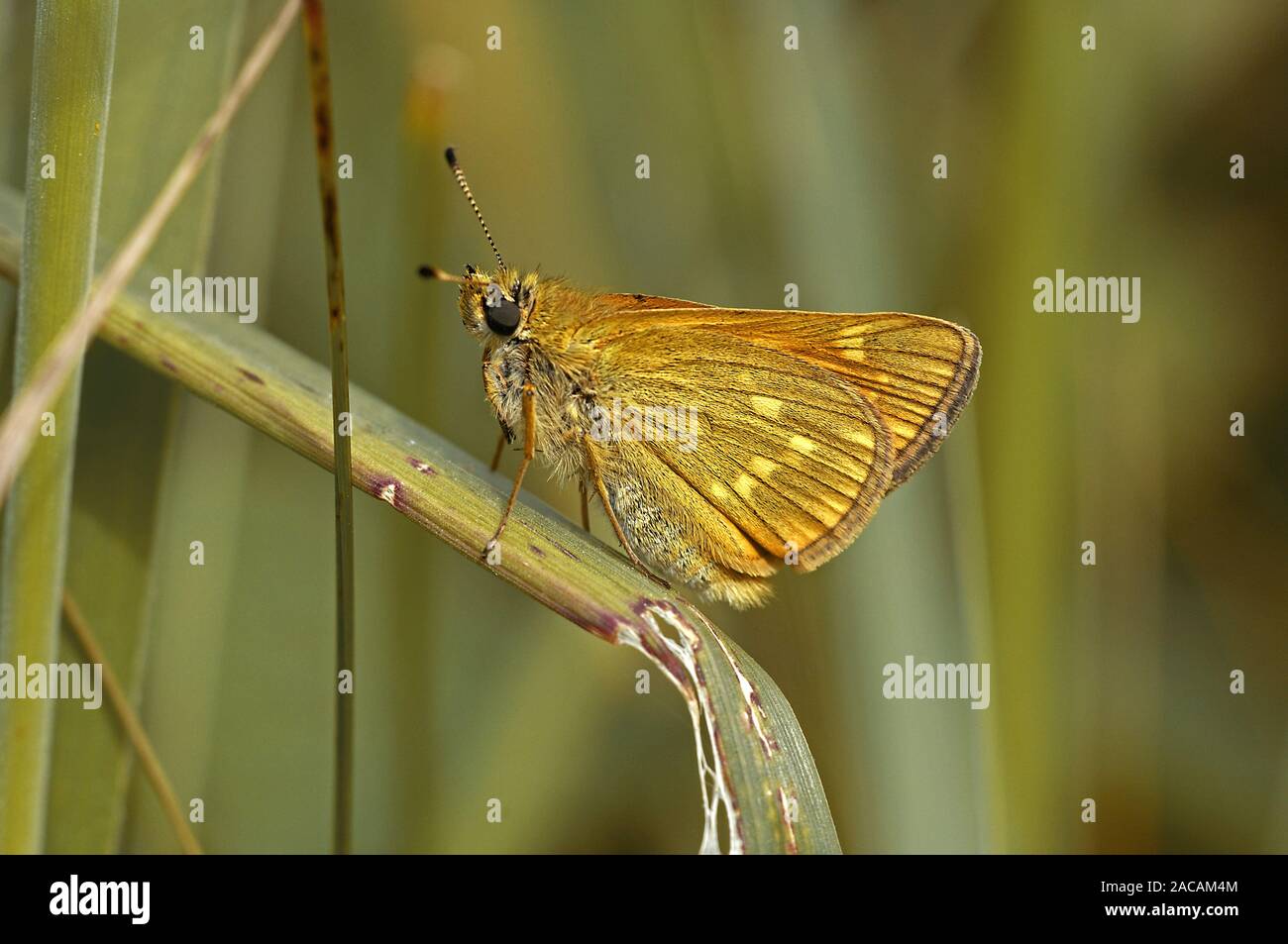 Rusty butterfly, Ochlodes venatus Stock Photo - Alamy