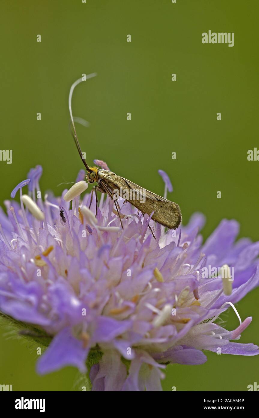Caddy fly hi-res stock photography and images - Alamy
