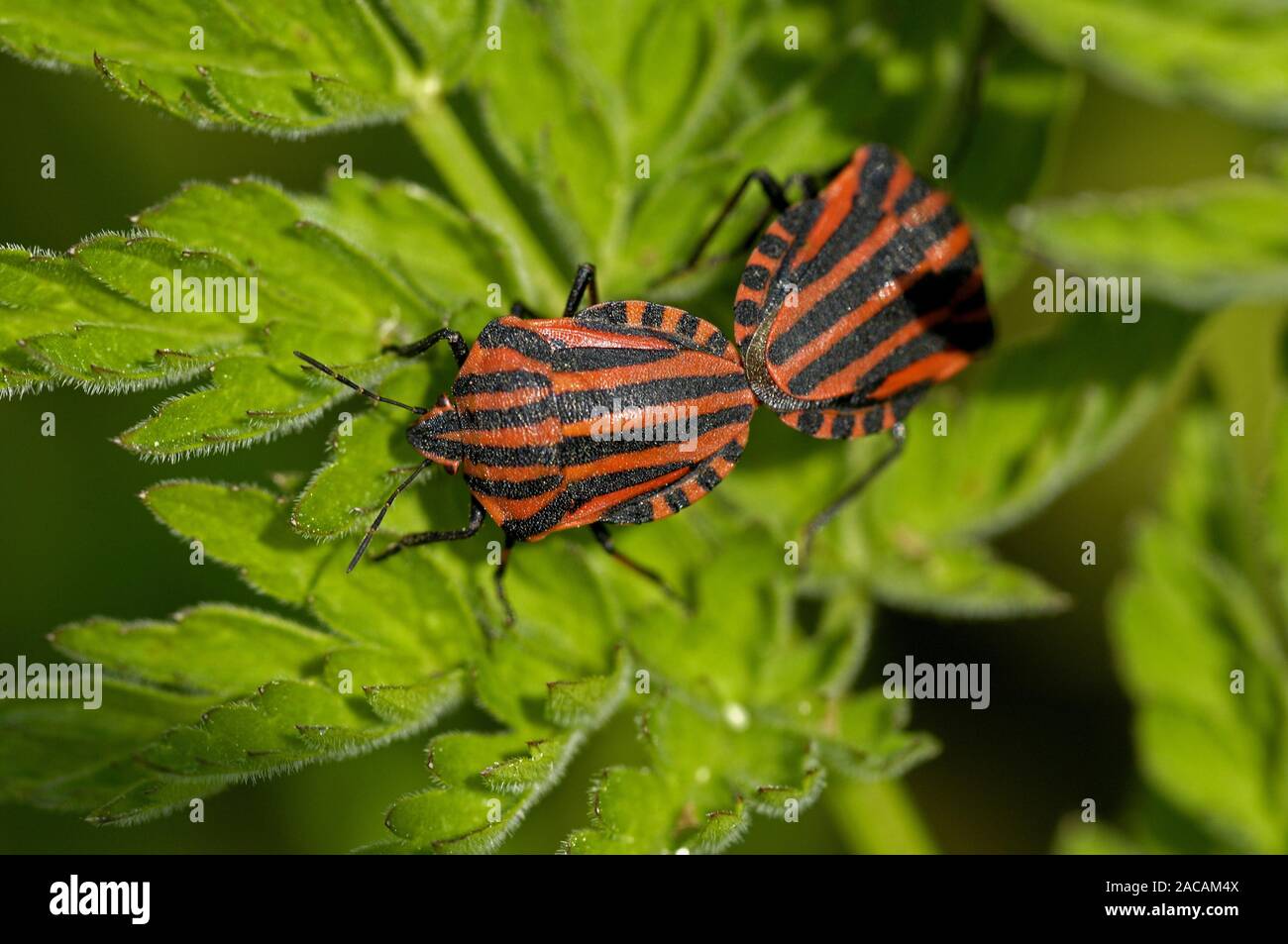 Lineatum pentatomidae hi-res stock photography and images - Alamy