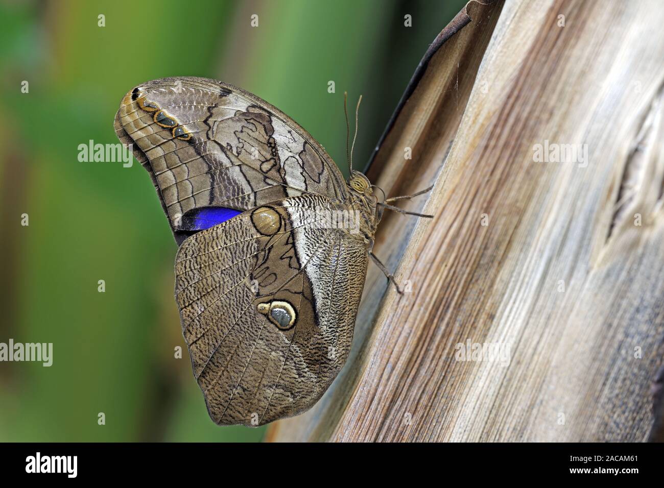 Blue owl (Eryphanis automedon), South America Stock Photo - Alamy