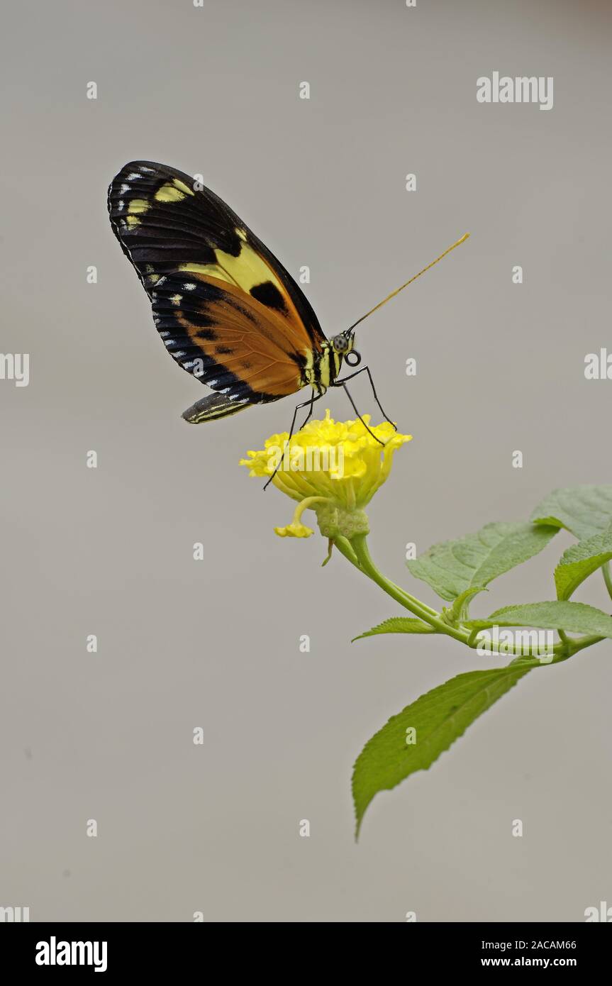 Faler hi-res stock photography and images - Alamy