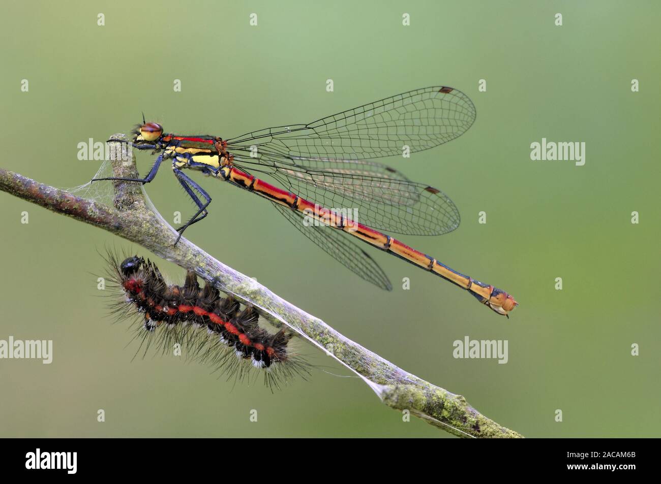 Dragonfly caterpillar hi-res stock photography and images - Alamy