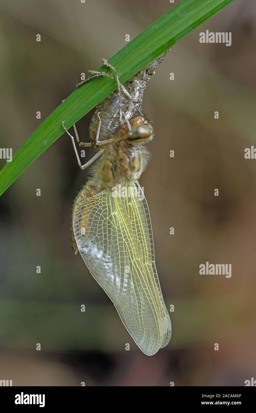 Dragonfly hatches from larva, tip spot, libellula fulva Stock Photo - Alamy