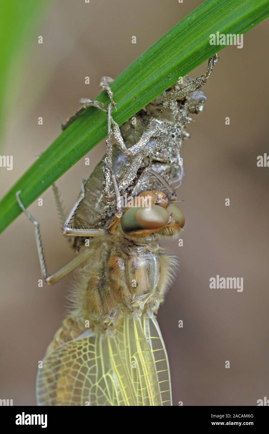 Dragonfly hatches from larva, tip spot, libellula fulva Stock Photo - Alamy