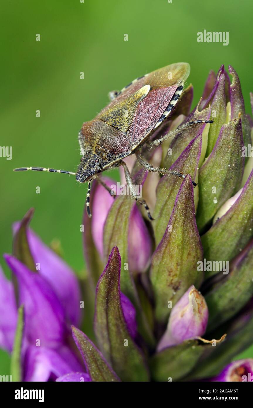 Berry bug, Dolycornis baccarum on large orchid, Orchis mascula Stock ...