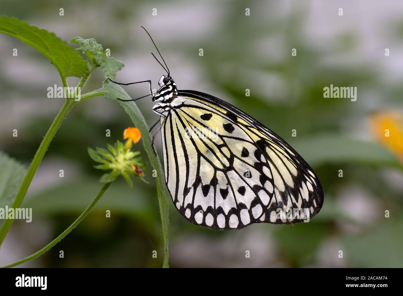 White nymph hi-res stock photography and images - Alamy